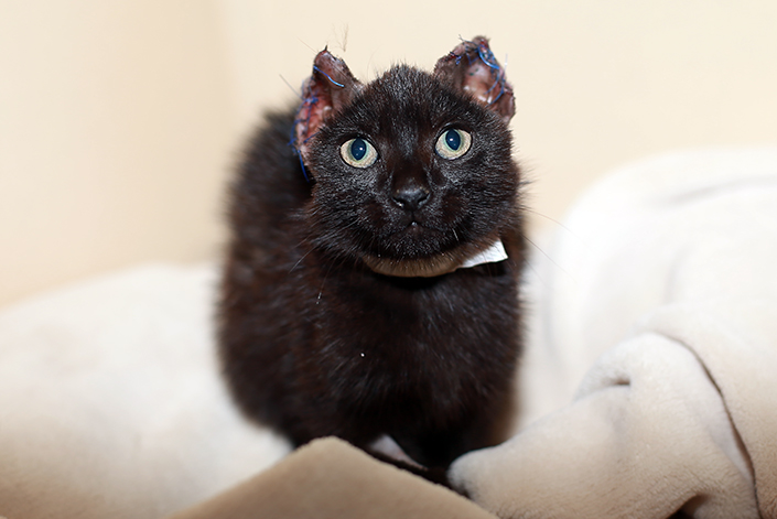 Kitten rescued from car engine – Lost Dogs Home Kitten rescued from car engine – Lost Dogs Home